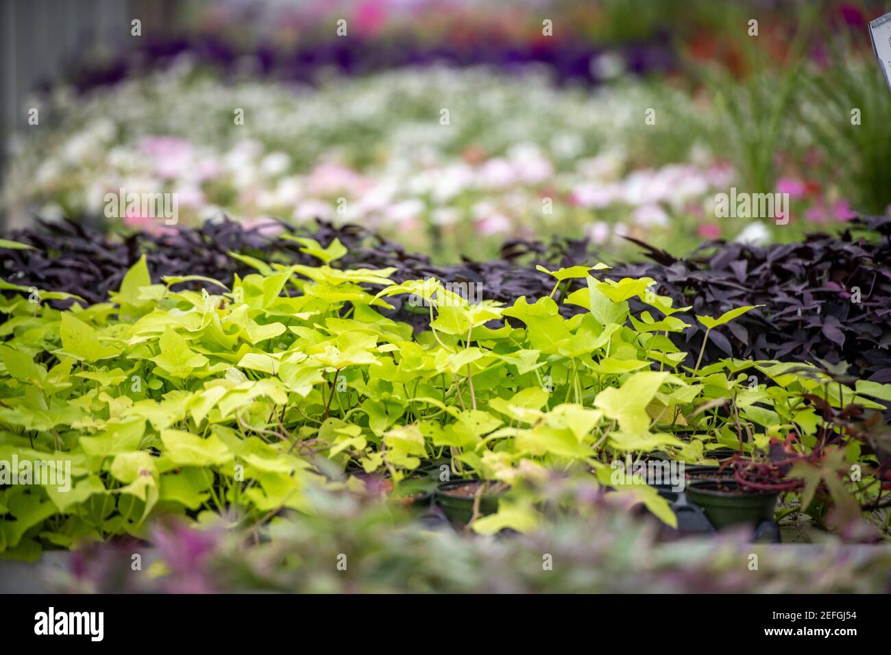Various potted plants for sale at nursery, in Lothian, MD Stock Photo ...