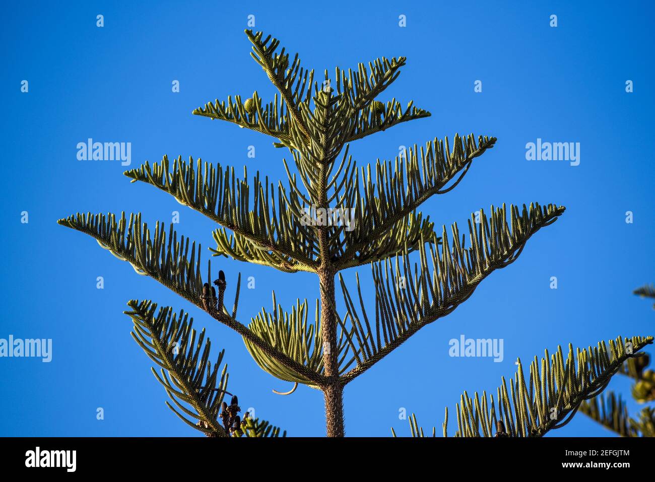 Green background small star pattern hi-res stock photography and images ...