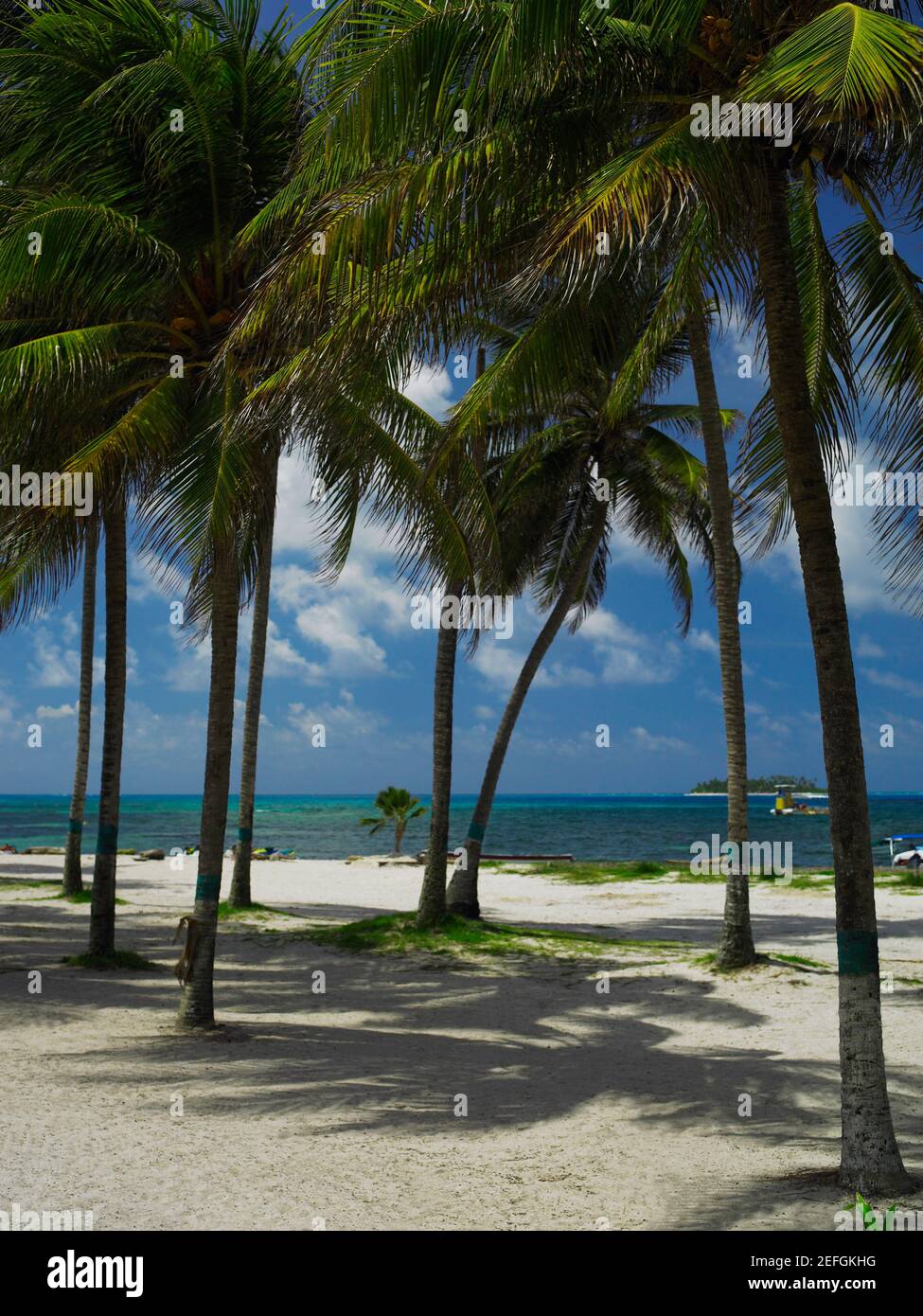 Palm trees on the beach, Spratt Bight Beach, San Andres, Providencia y ...