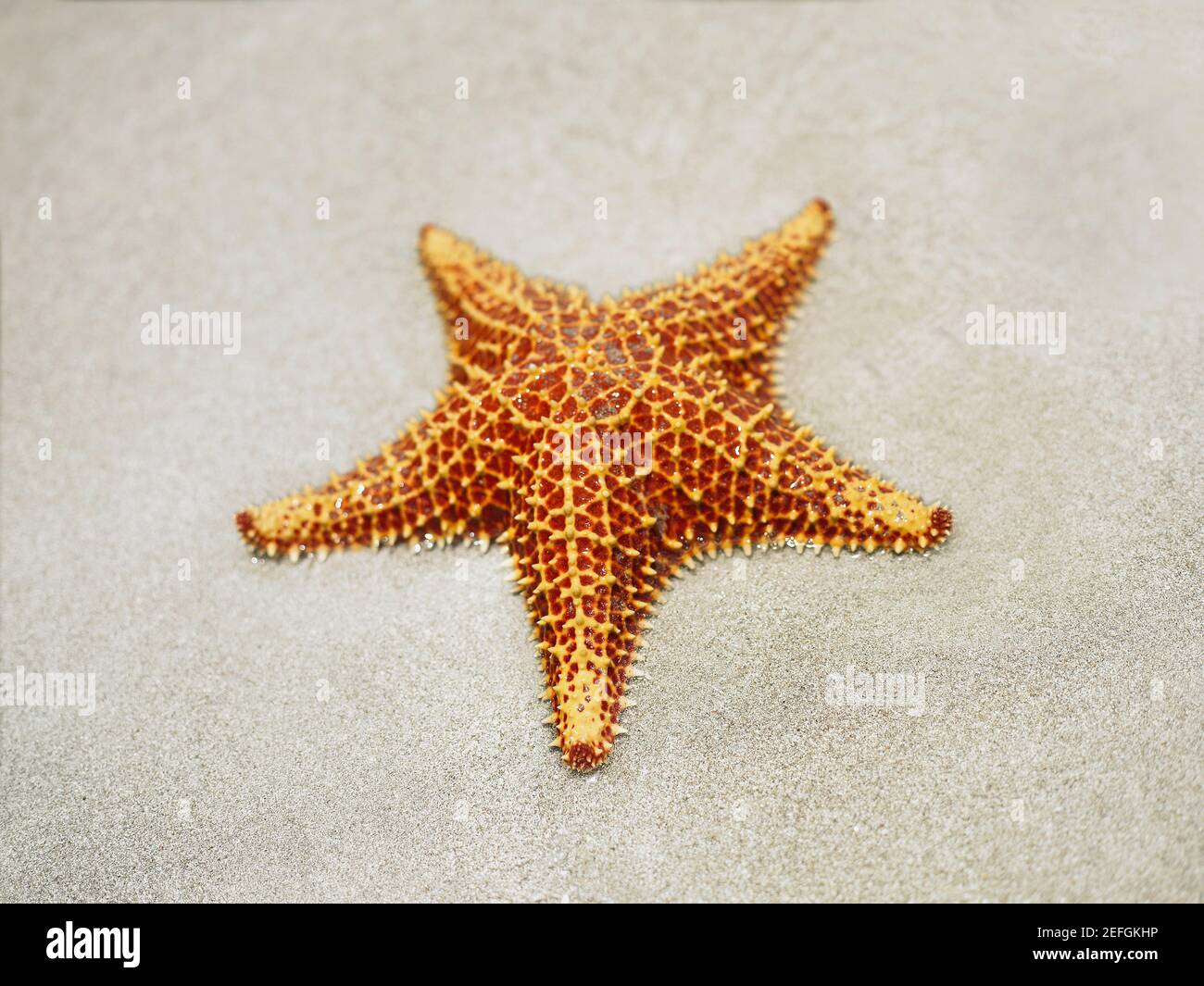 Oreaster reticulatus, hi-res stock photography and images - Alamy