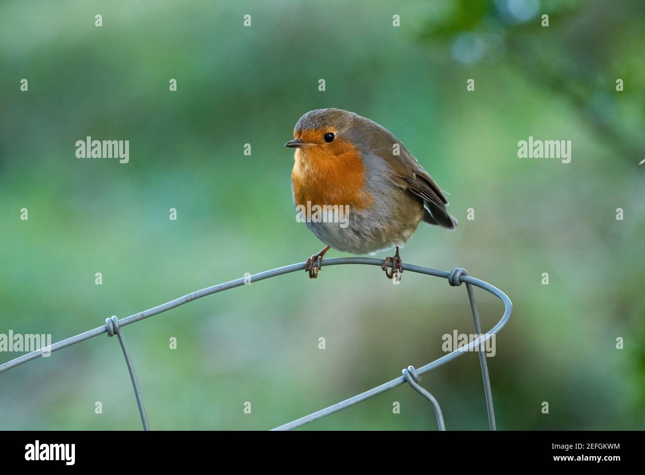 Robin on wire hi-res stock photography and images - Alamy