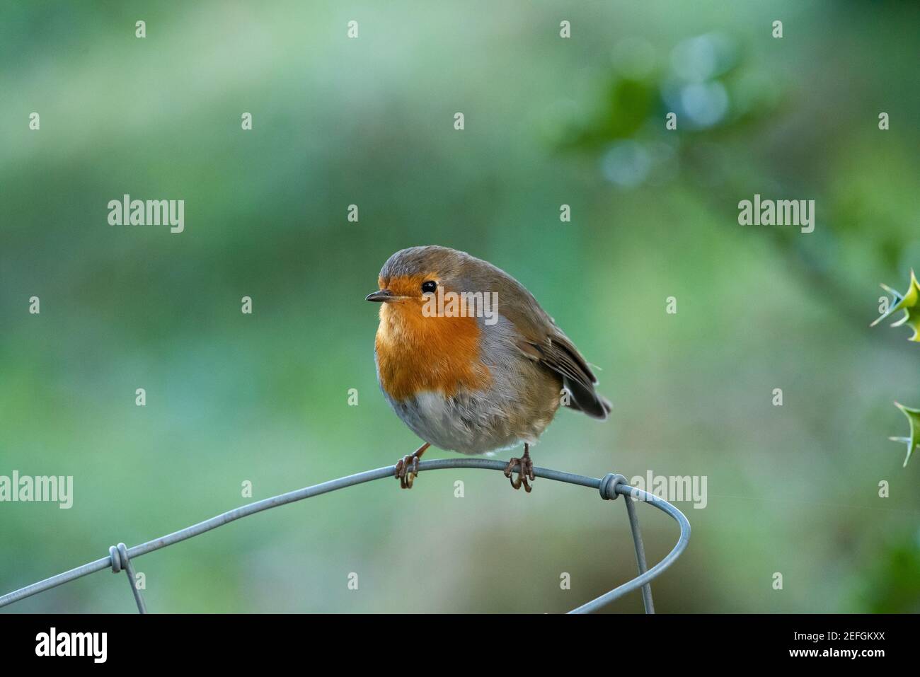 A Robin on a wire fence, Preston, Lancashire. UK Stock Photo - Alamy