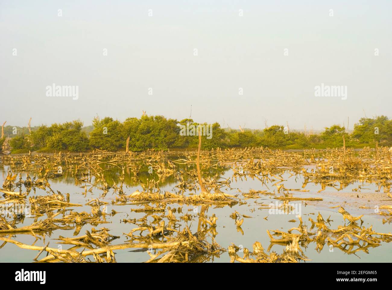 Water in a swamp, Cienaga, Atlantico, Colombia Stock Photo - Alamy