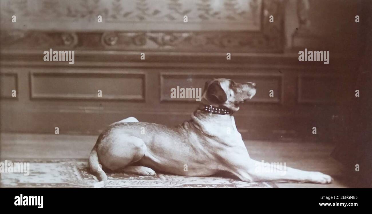 Odin - Bavarian Boarhound Stock Photo - Alamy