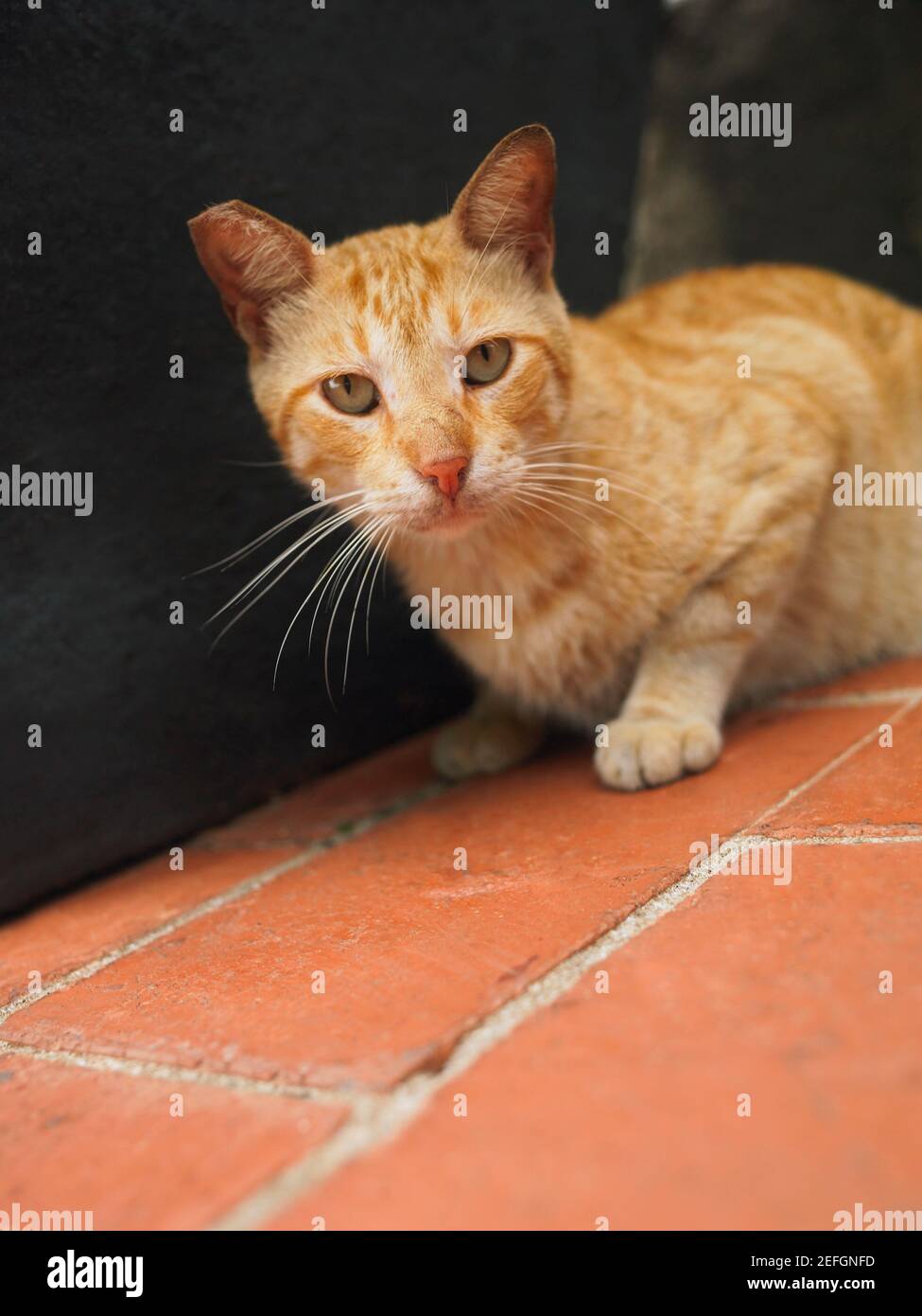 Vertical close up domestic cat hi-res stock photography and images - Alamy