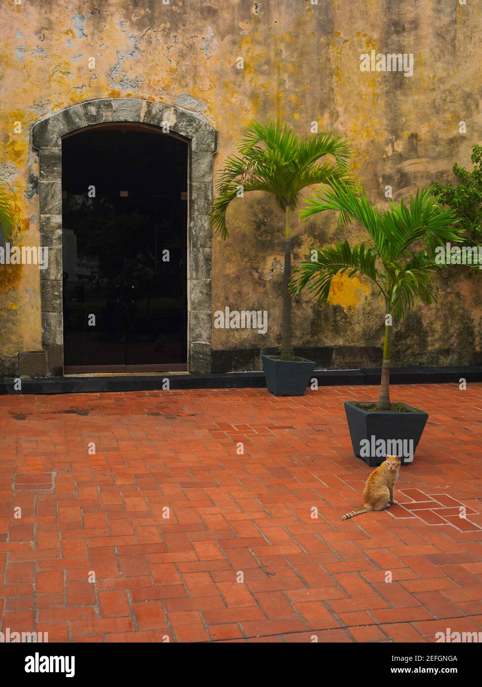 One pot panama hi-res stock photography and images - Alamy