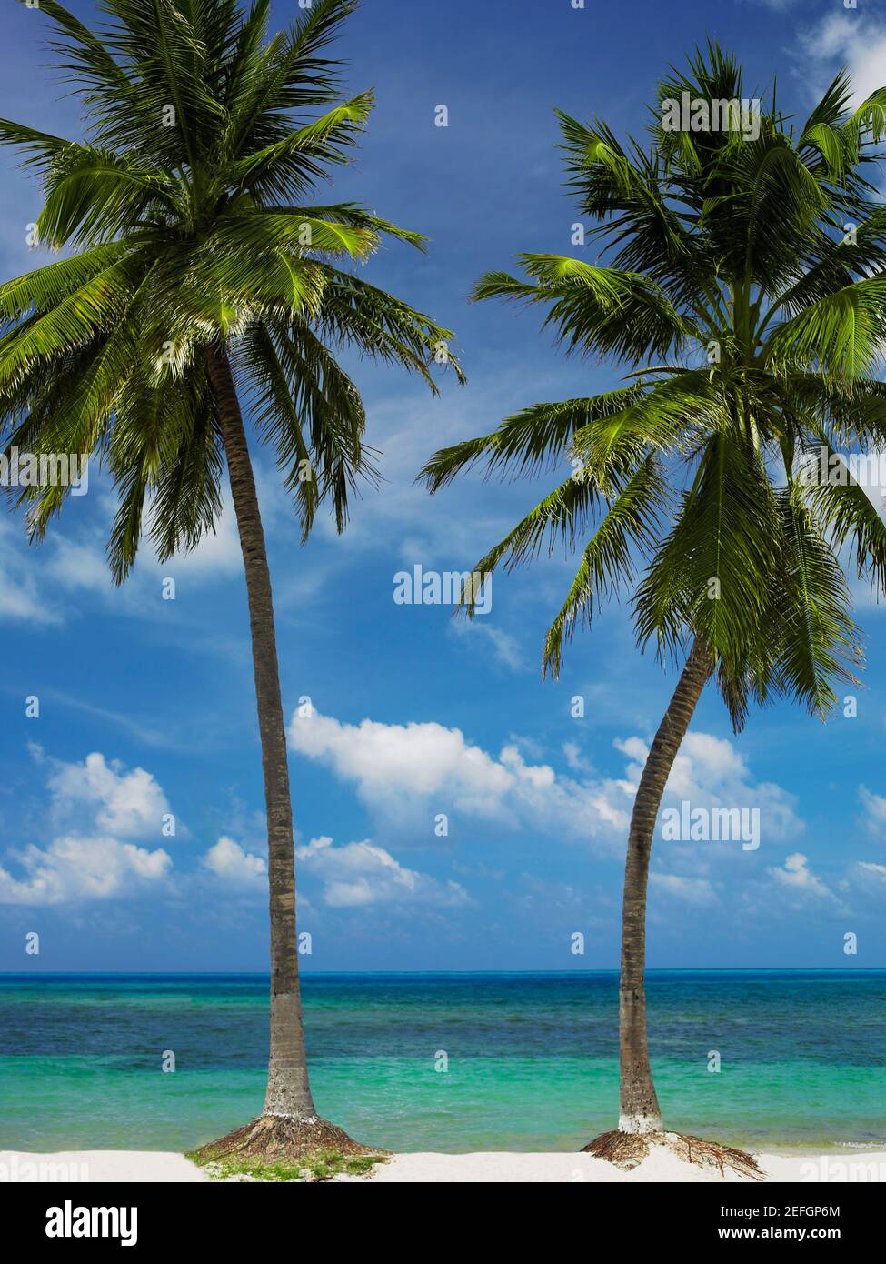 Palm trees on the beach, Spratt Bight Beach, San Andres, Providencia y ...
