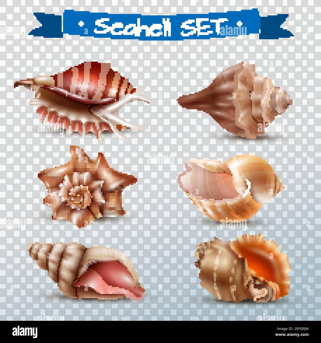 Realistic set of different beautiful seashells isolated on transparent ...