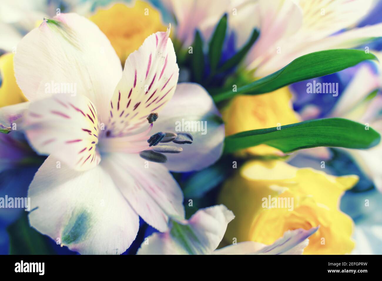 floral color mix background with selective focus Stock Photo - Alamy
