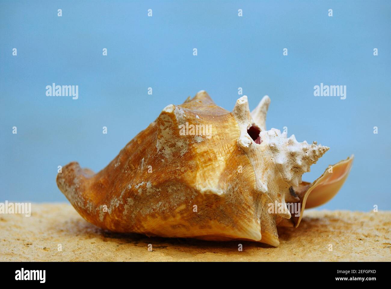 Close-up of a conch shell, Providencia y Santa Catalina, San Andres y ...
