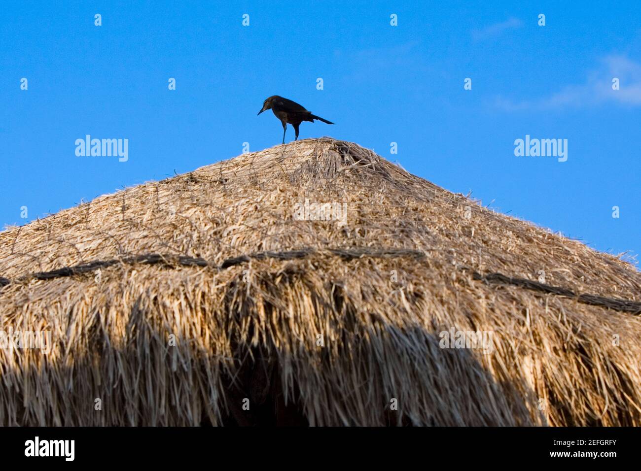 Mexico Birdlife High Resolution Stock Photography and Images - Alamy