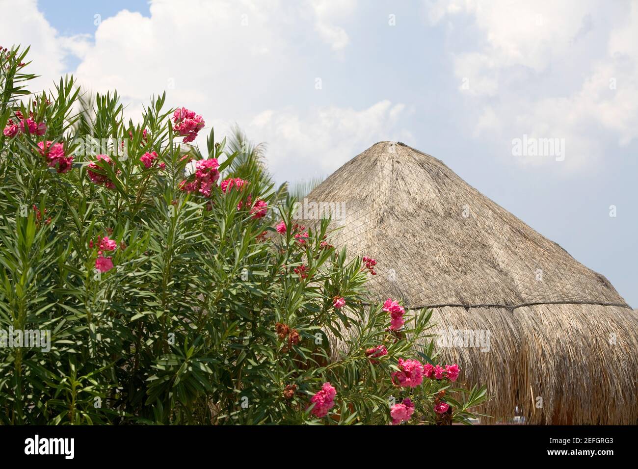 Close-up of flowers near a thatched roof, Cancun, Mexico Stock Photo ...