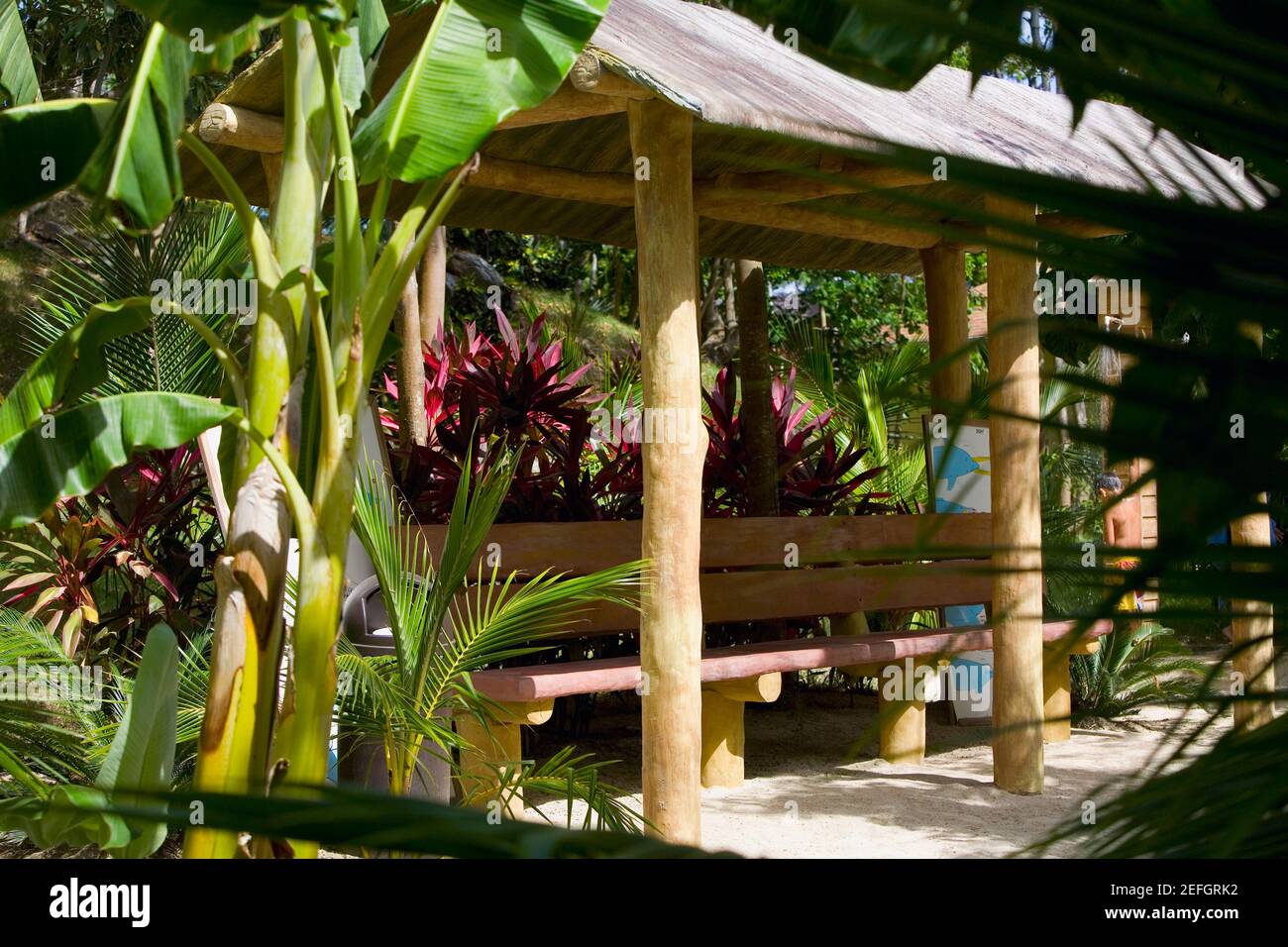 Banana tree in front of a hut, Roatan, Bay Islands, Honduras Stock ...