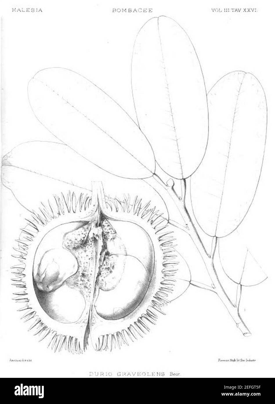 Durio graveolens hi-res stock photography and images - Alamy