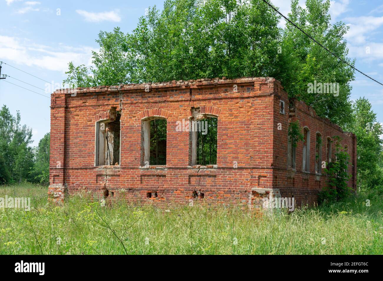 an old stone house destroyed by time. trees grow straight from the roof ...