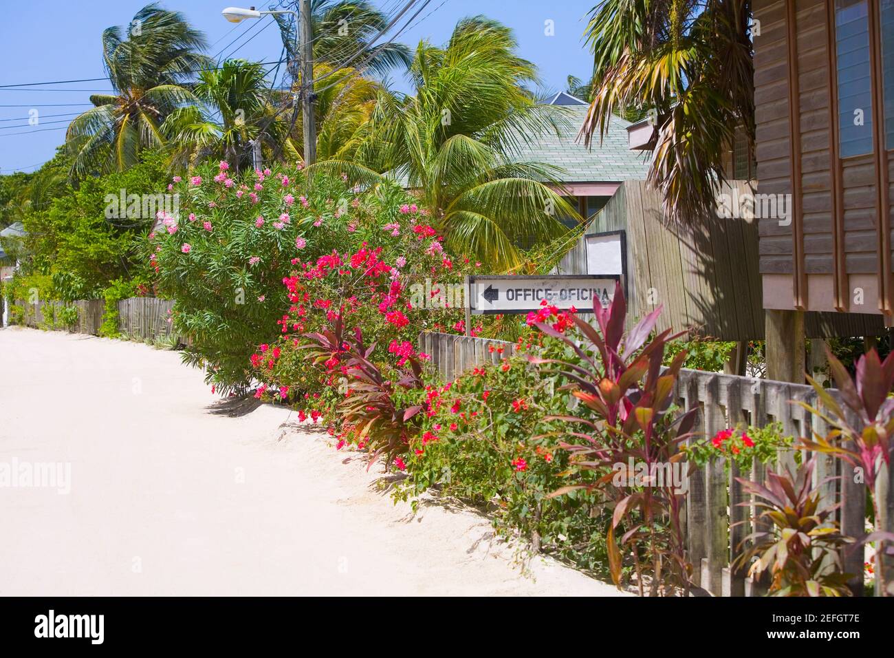 Plants and trees at the roadside, West End, Roatan, Bay Islands ...