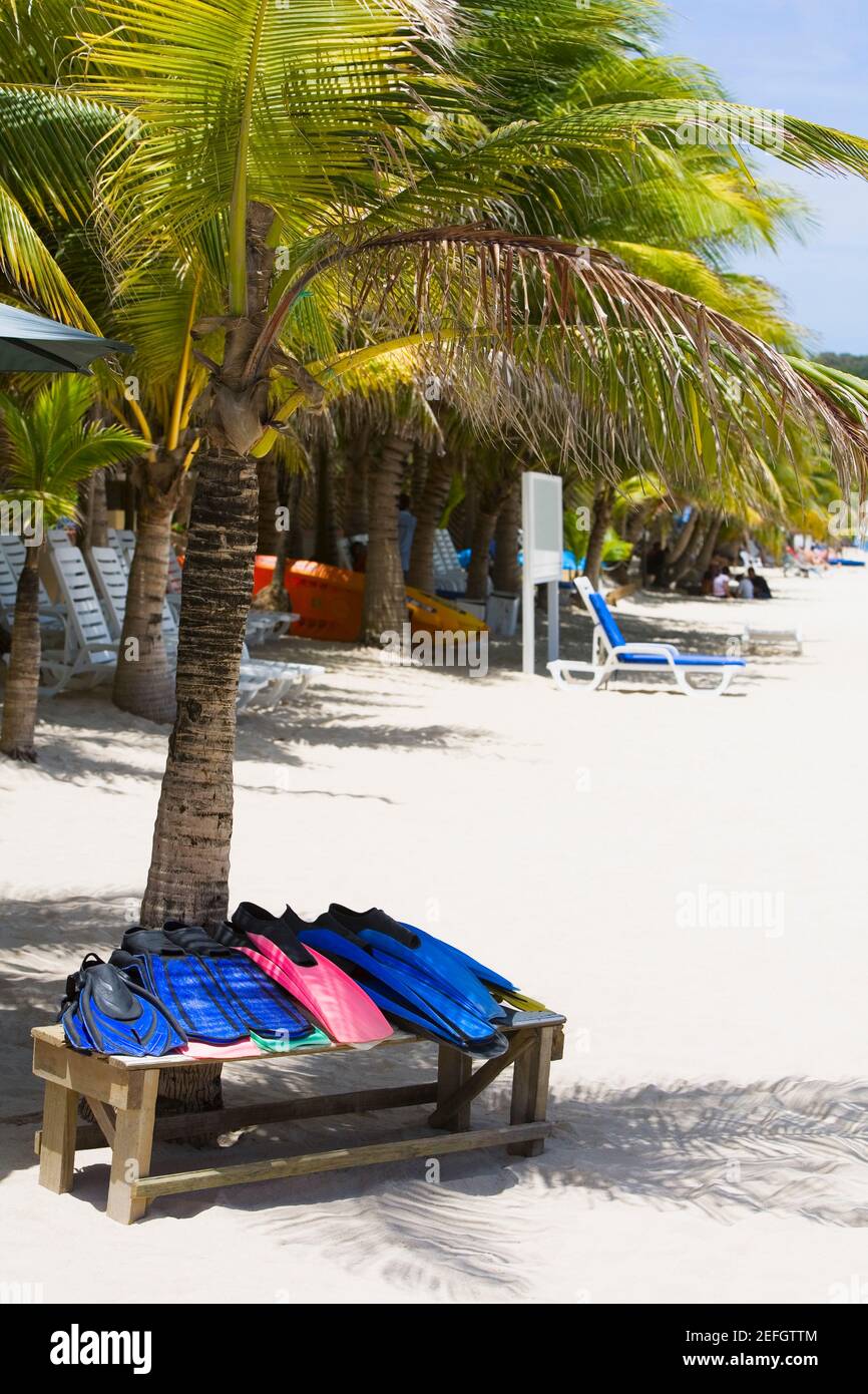 Flippers on a bench under a palm tree on the beach, West Bay Beach ...