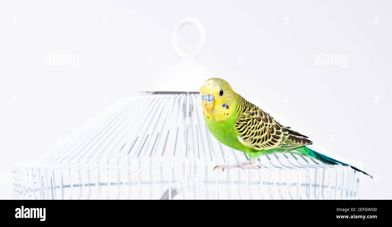 Domestic green Australian budgie bird sitting freely top on of it's ...
