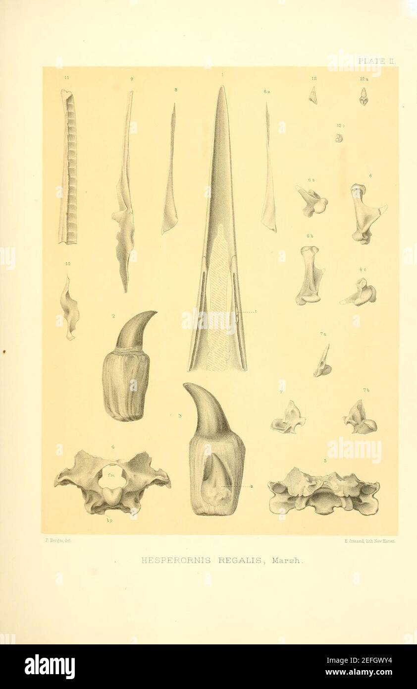 Odontornithes- a monograph on the extinct toothed birds of North ...