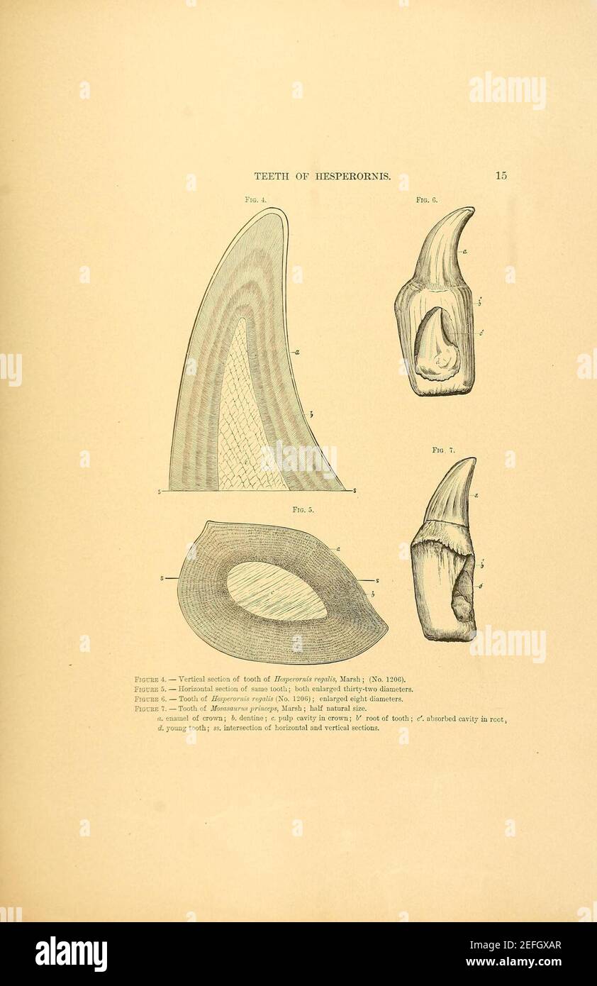 Odontornithes- a monograph on the extinct toothed birds of North ...