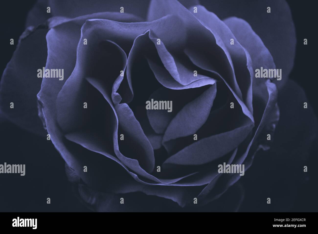 Gothic purple hi-res stock photography and images - Alamy