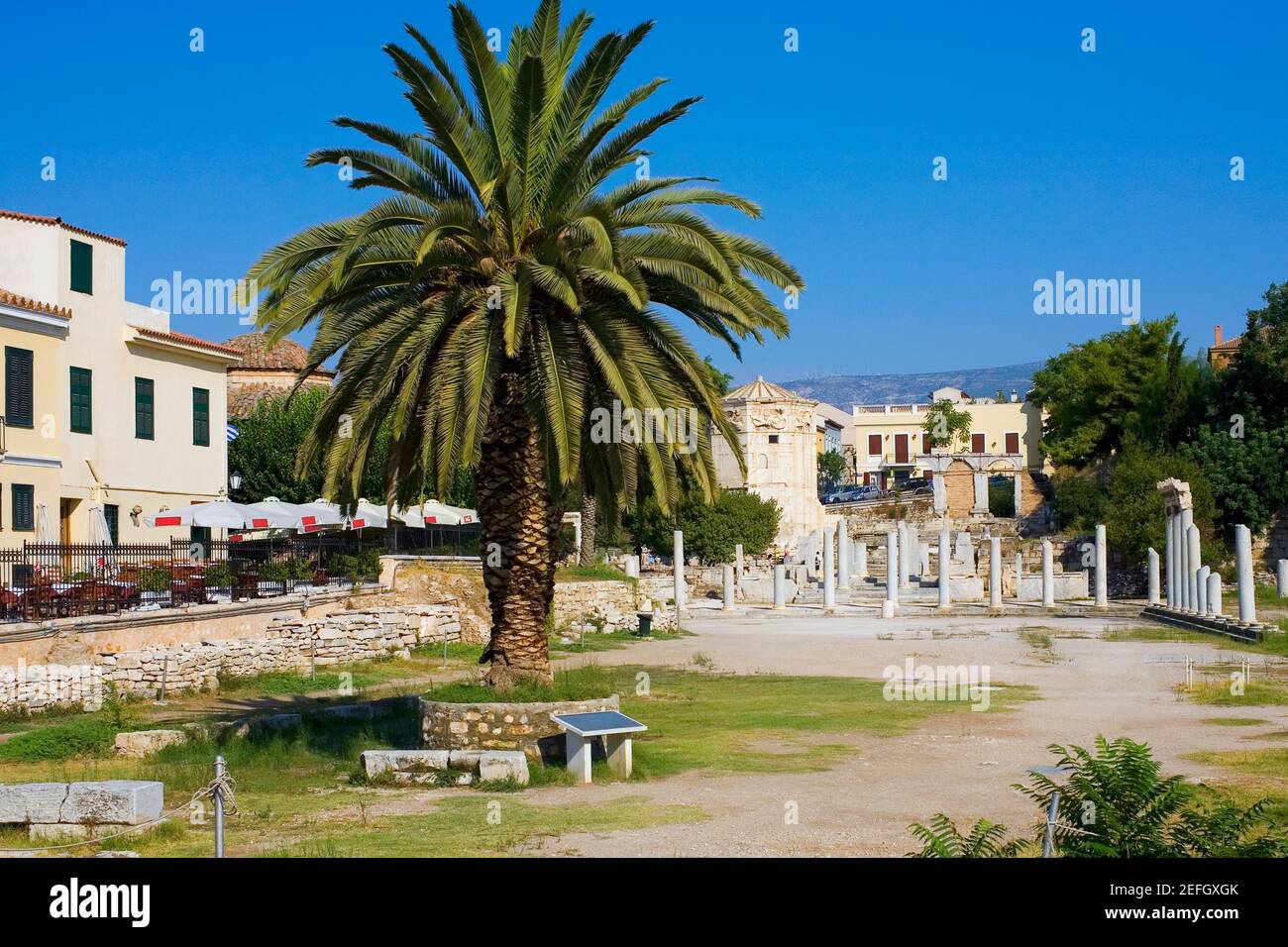 Palm tree in a courtyard, Roman Agora, Athens, Greece Stock Photo - Alamy