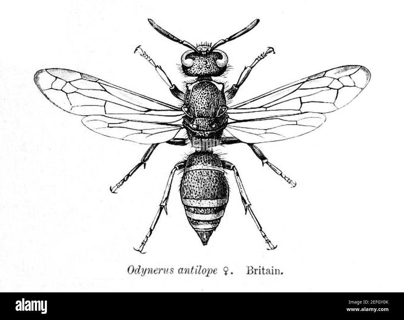 Odynerus hi-res stock photography and images - Alamy