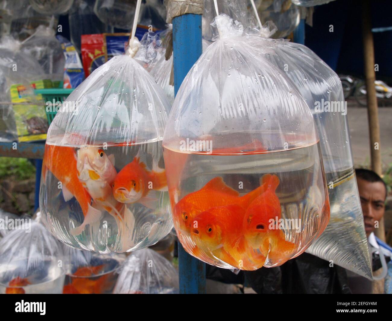 bandung, indonesia, 08 feb 2007, fish in plastic bags at an open air ...