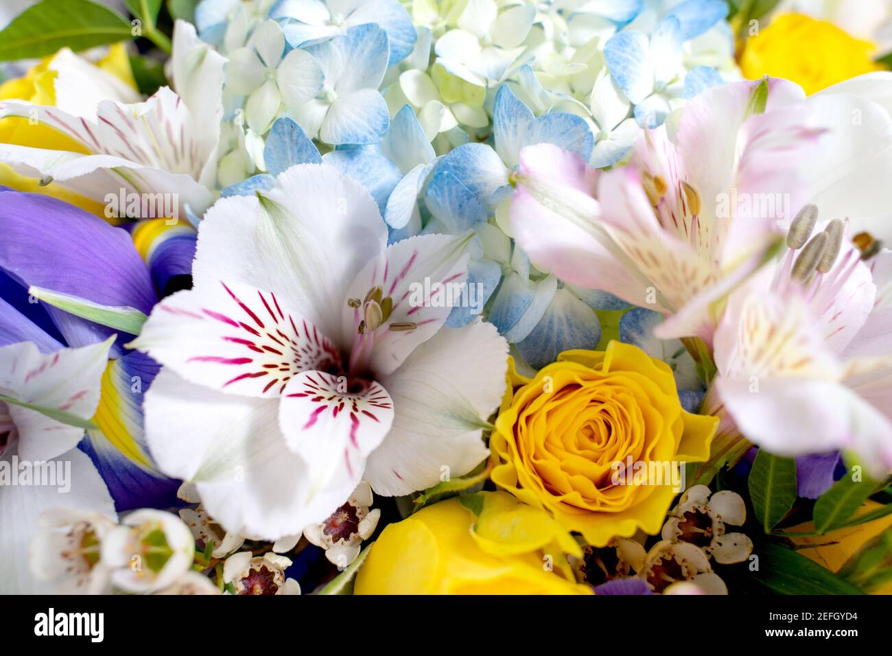 floral color mix background with selective focus Stock Photo - Alamy