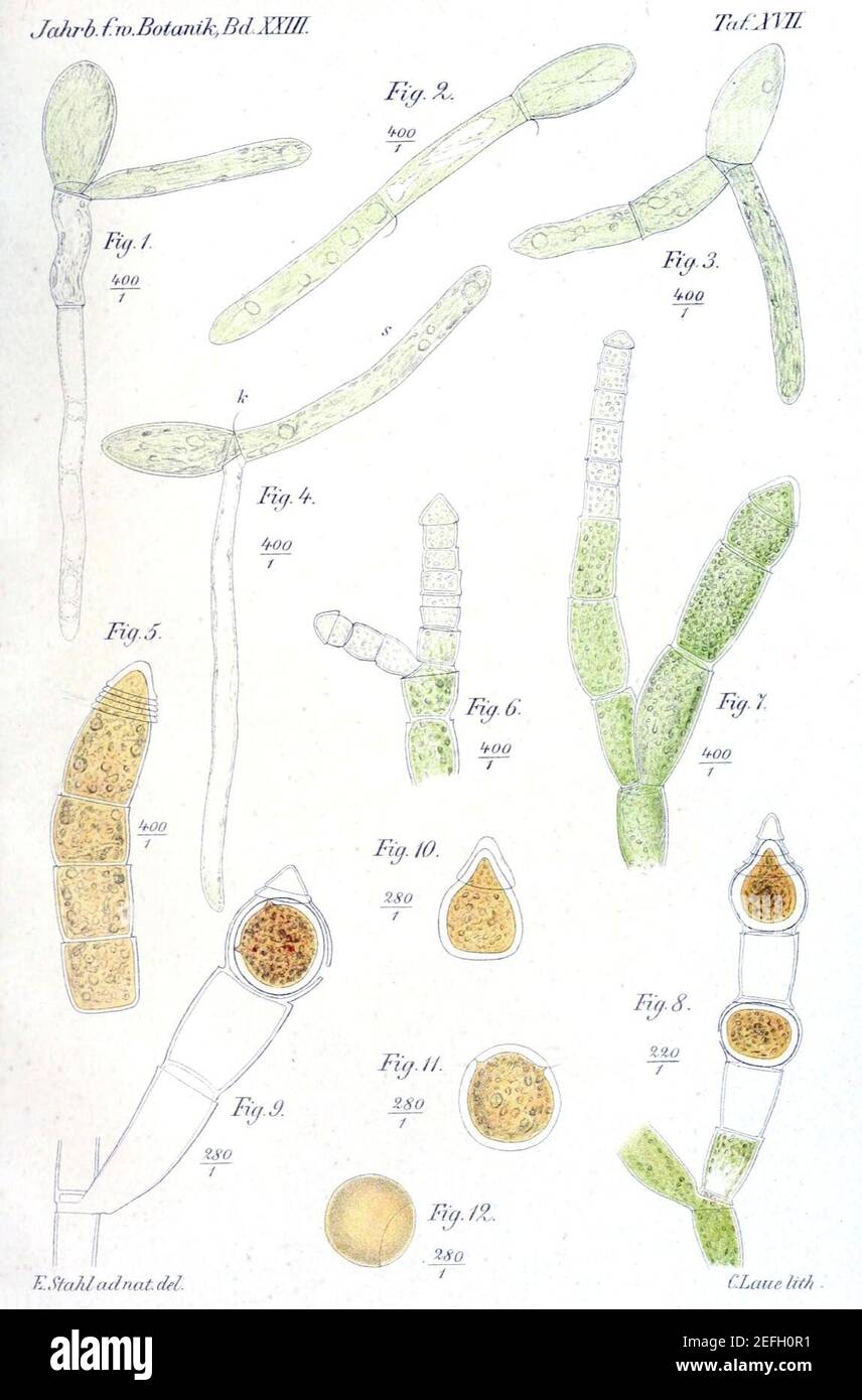 Oedocladium protonema by Stahl plate 17 Stock Photo - Alamy
