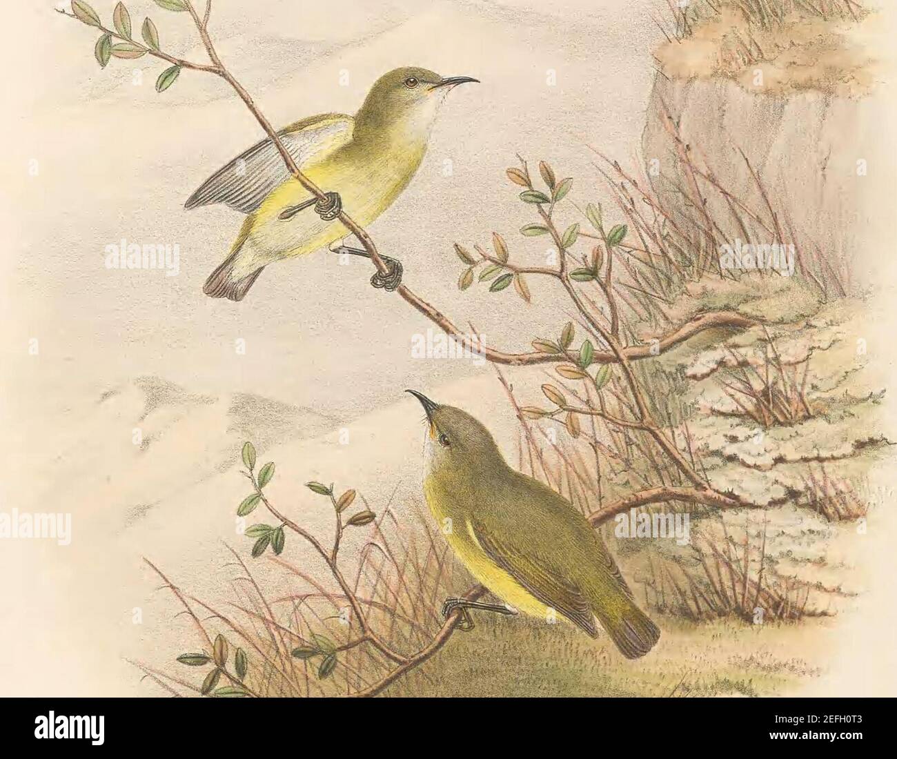 Oedistoma pygmaeum - The Birds of New Guinea (cropped2 Stock Photo - Alamy