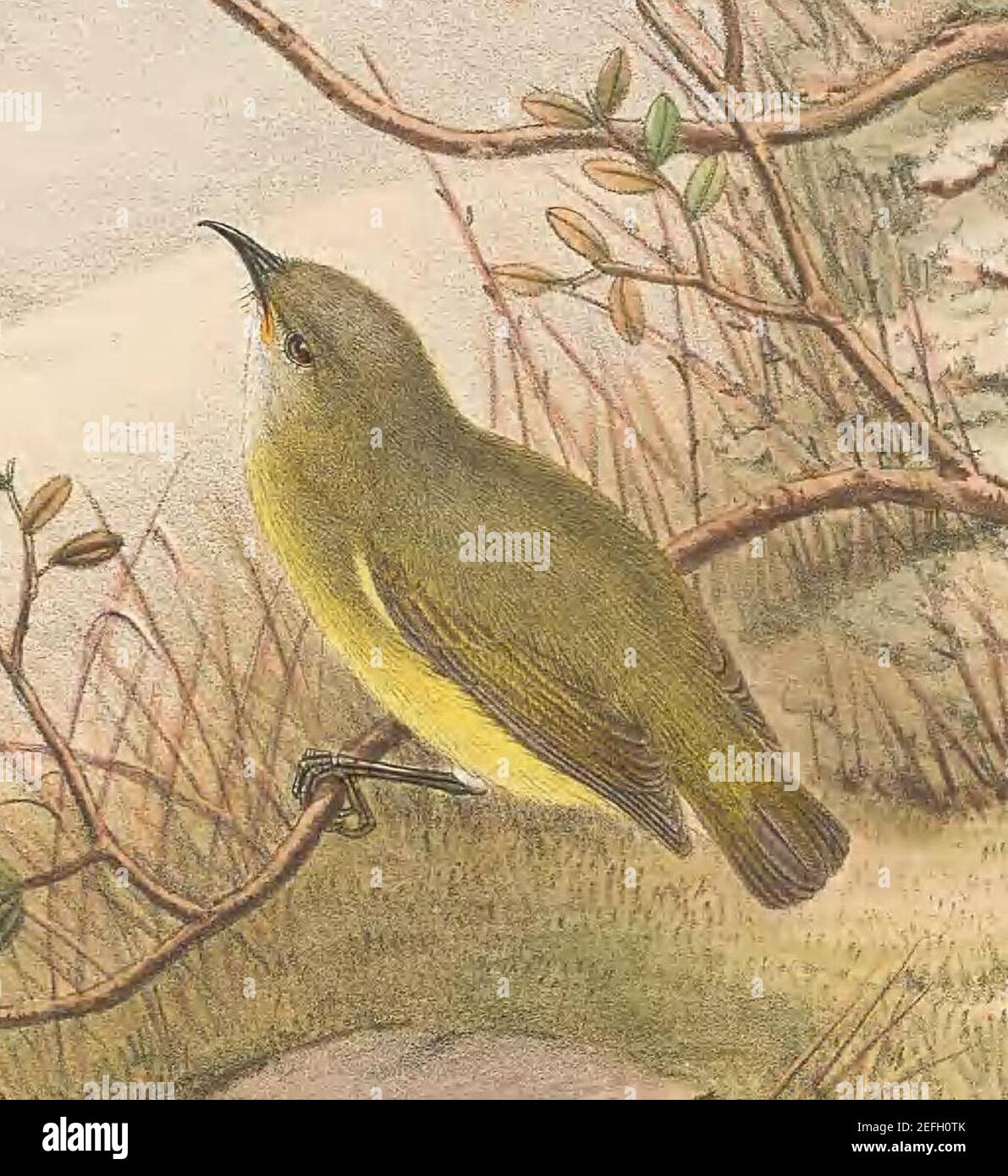 Oedistoma pygmaeum - The Birds of New Guinea (cropped Stock Photo - Alamy
