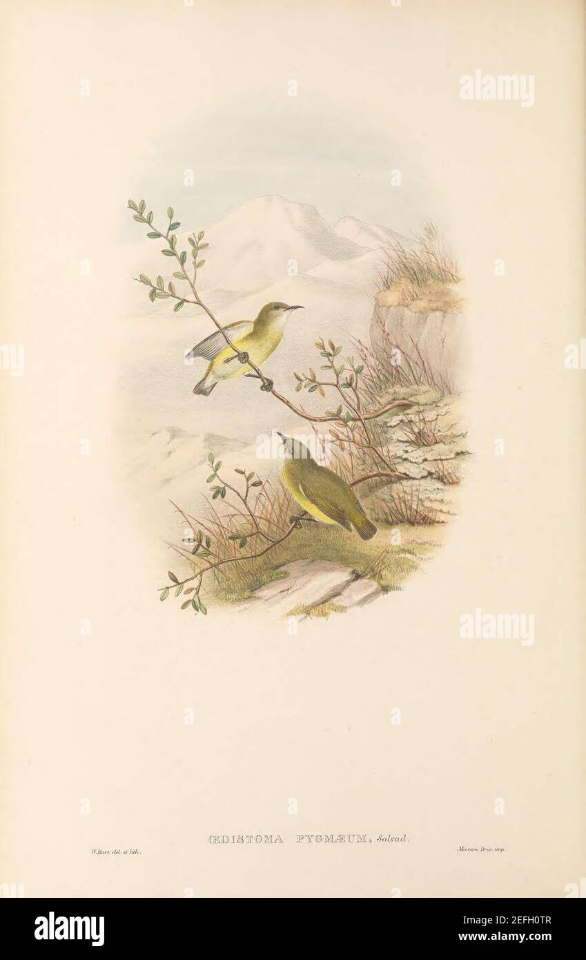 Oedistoma pygmaeum - The Birds of New Guinea Stock Photo - Alamy