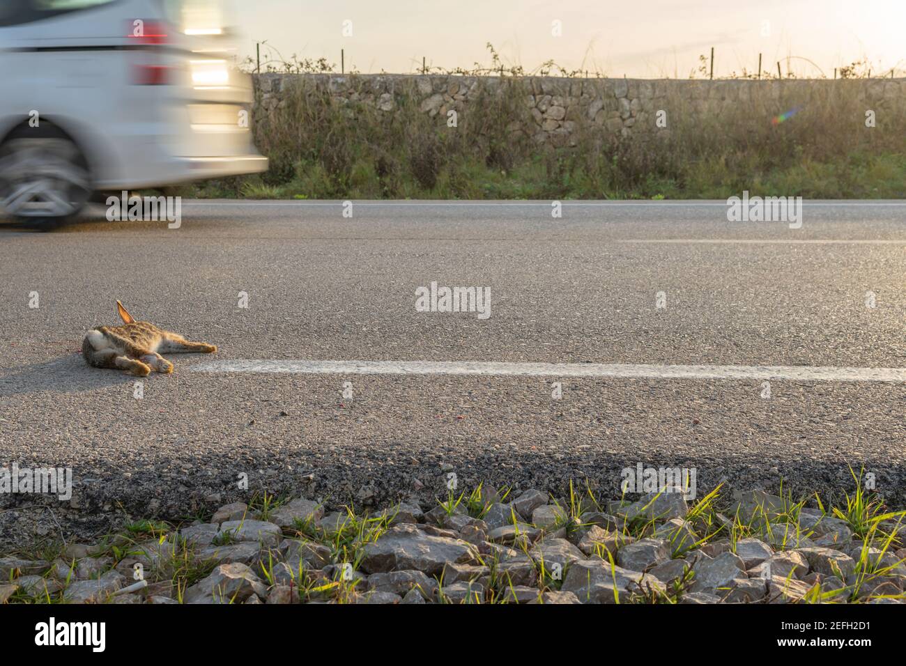 Rabbit accident hi-res stock photography and images - Alamy