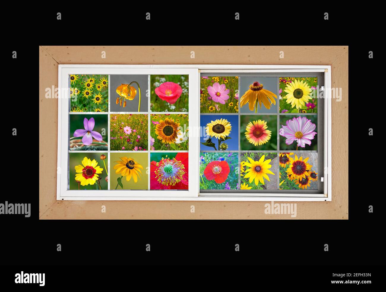 A window filled with colorful wildflowers from the Rocky Mountains and ...