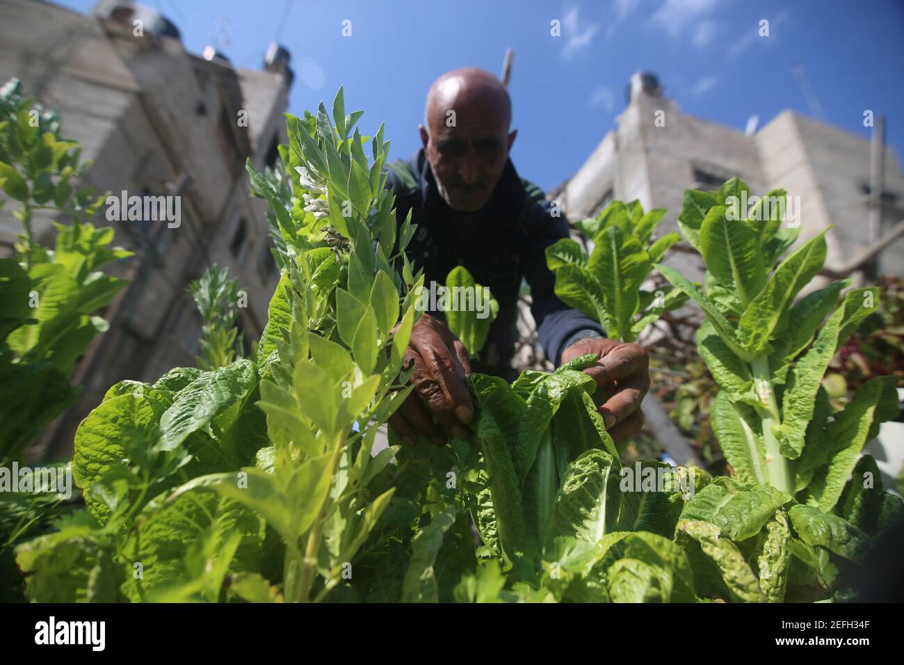 Palestinian vegetable market hi-res stock photography and images - Alamy