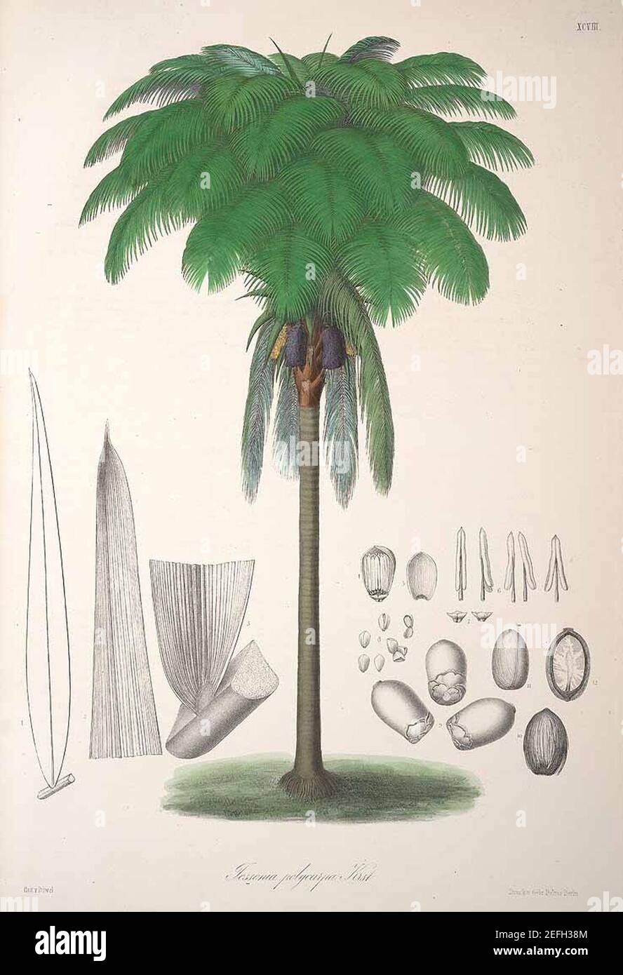 Oenocarpus bataua hi-res stock photography and images - Alamy