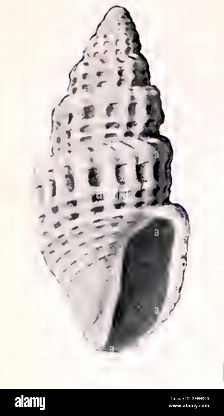 Tabulata hi-res stock photography and images - Alamy