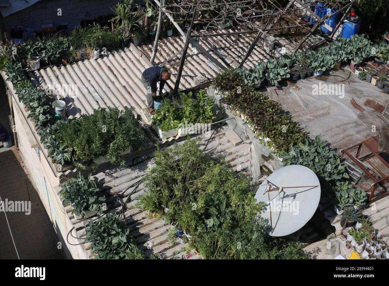 Gaza. 17th Feb, 2021. Palestinian Tayseer Abu Dan checks the plants at ...