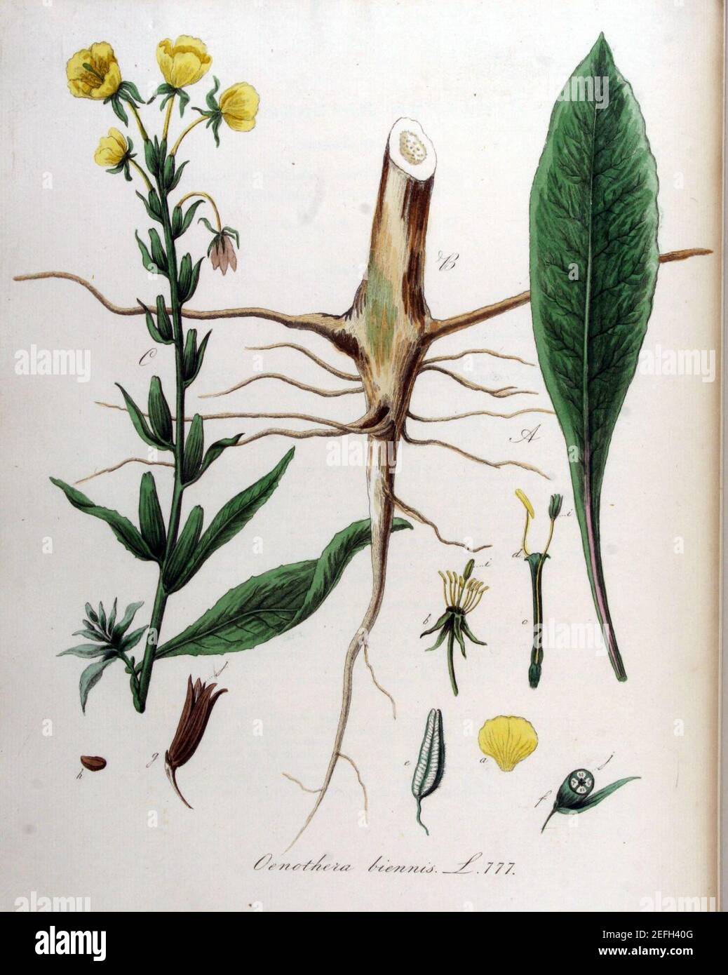 Oenothera biennis — Flora Batava — Volume v10 Stock Photo - Alamy