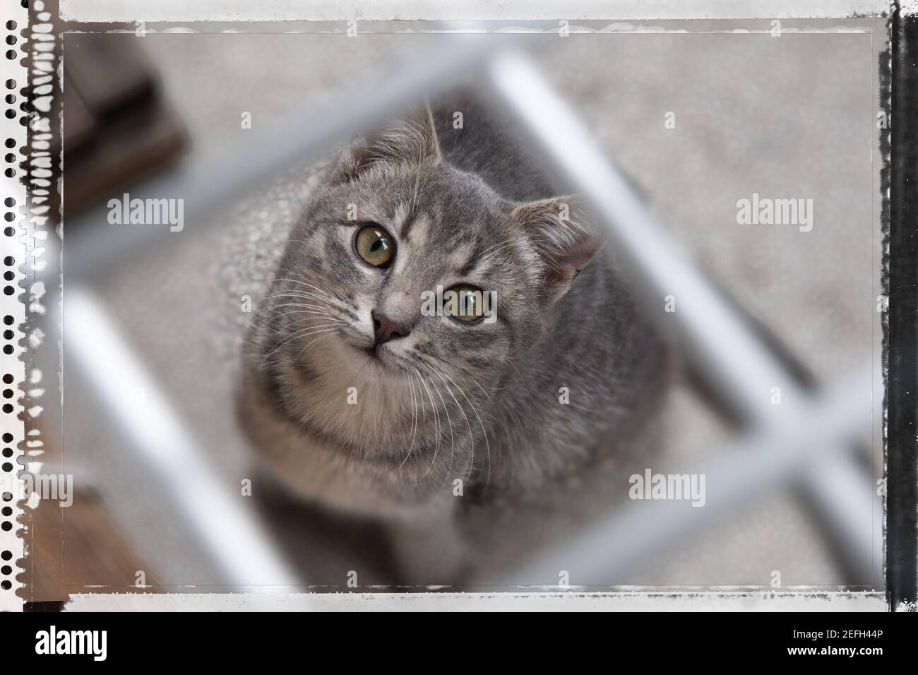 Captive kitten behind bars Stock Photo - Alamy