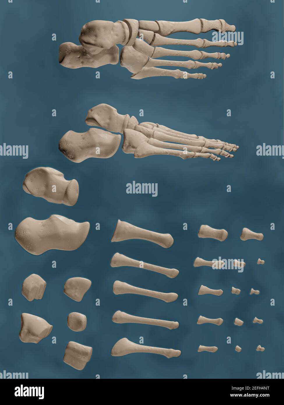 Classroom-ready poster showing bones of the foot in anatomical and ...
