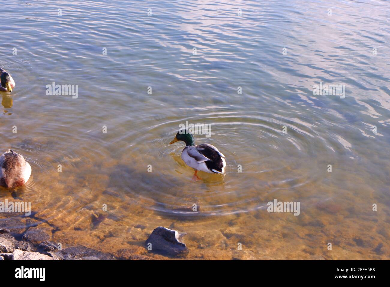 Duck under the tree hi-res stock photography and images - Alamy