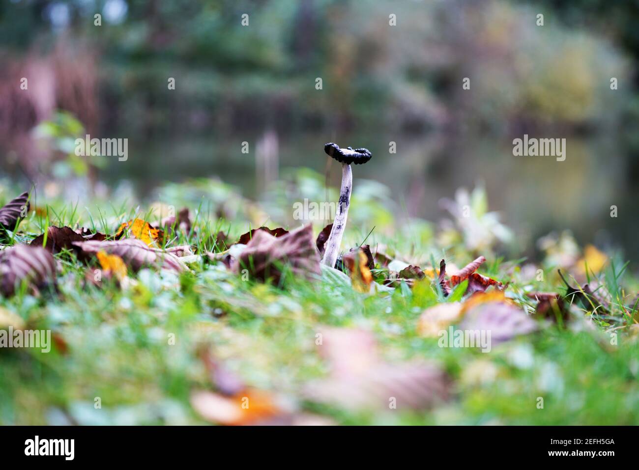 Selective focus of a wild inky cap mushroom in a field with a blurry ...