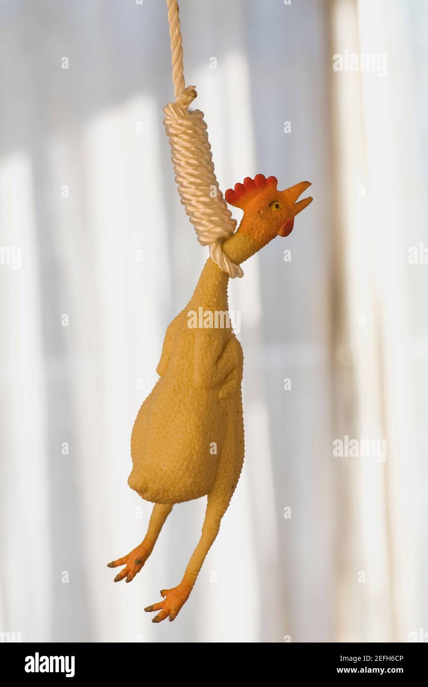 Rubber chicken hanging hi-res stock photography and images - Alamy