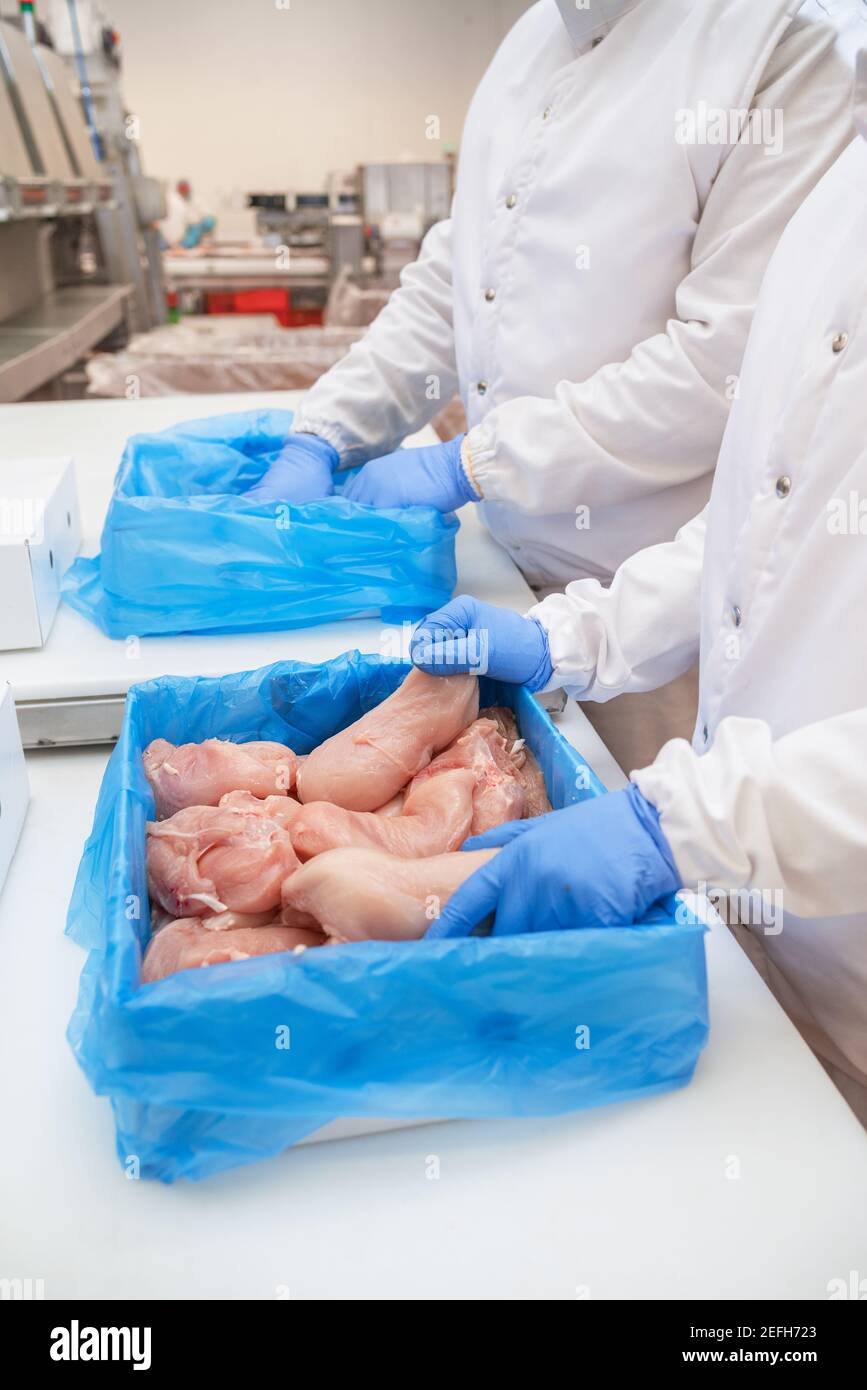 Chicken fillet production line . Production line with packaging and ...