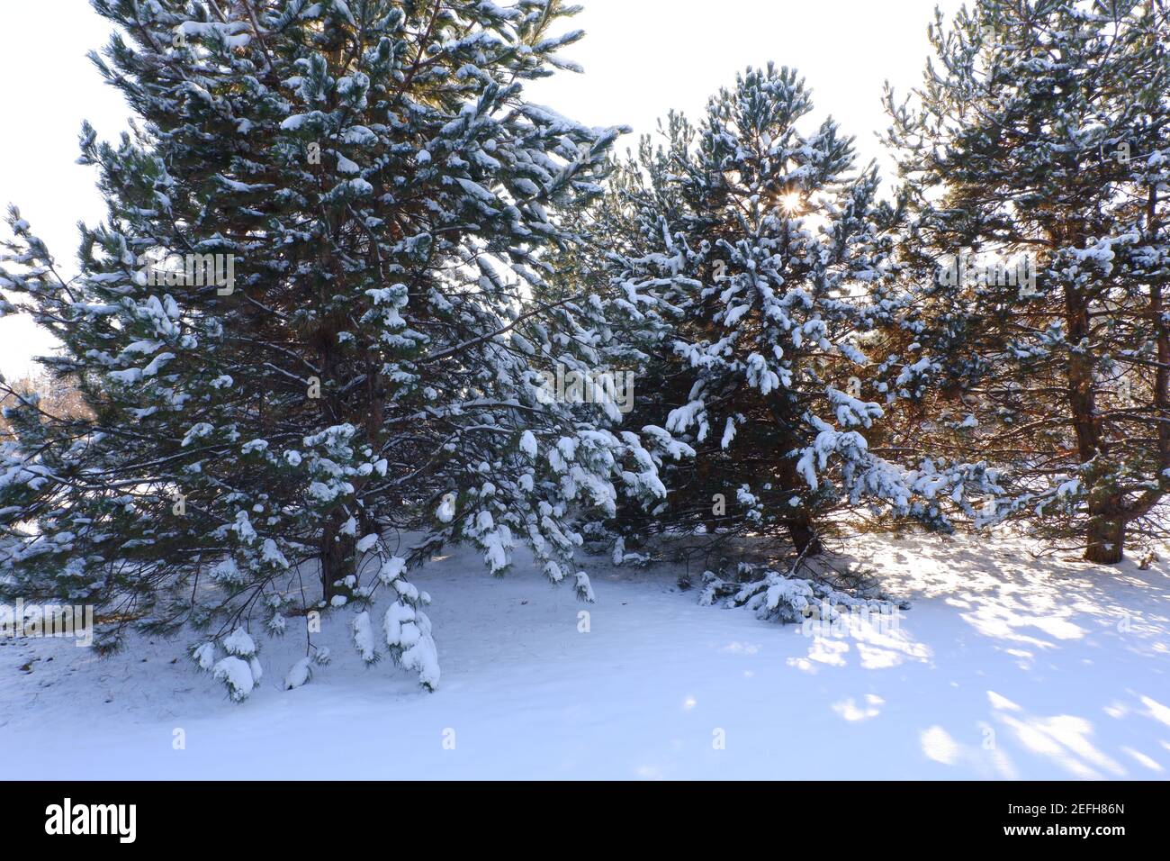 Oak tree under the snow hi-res stock photography and images - Alamy