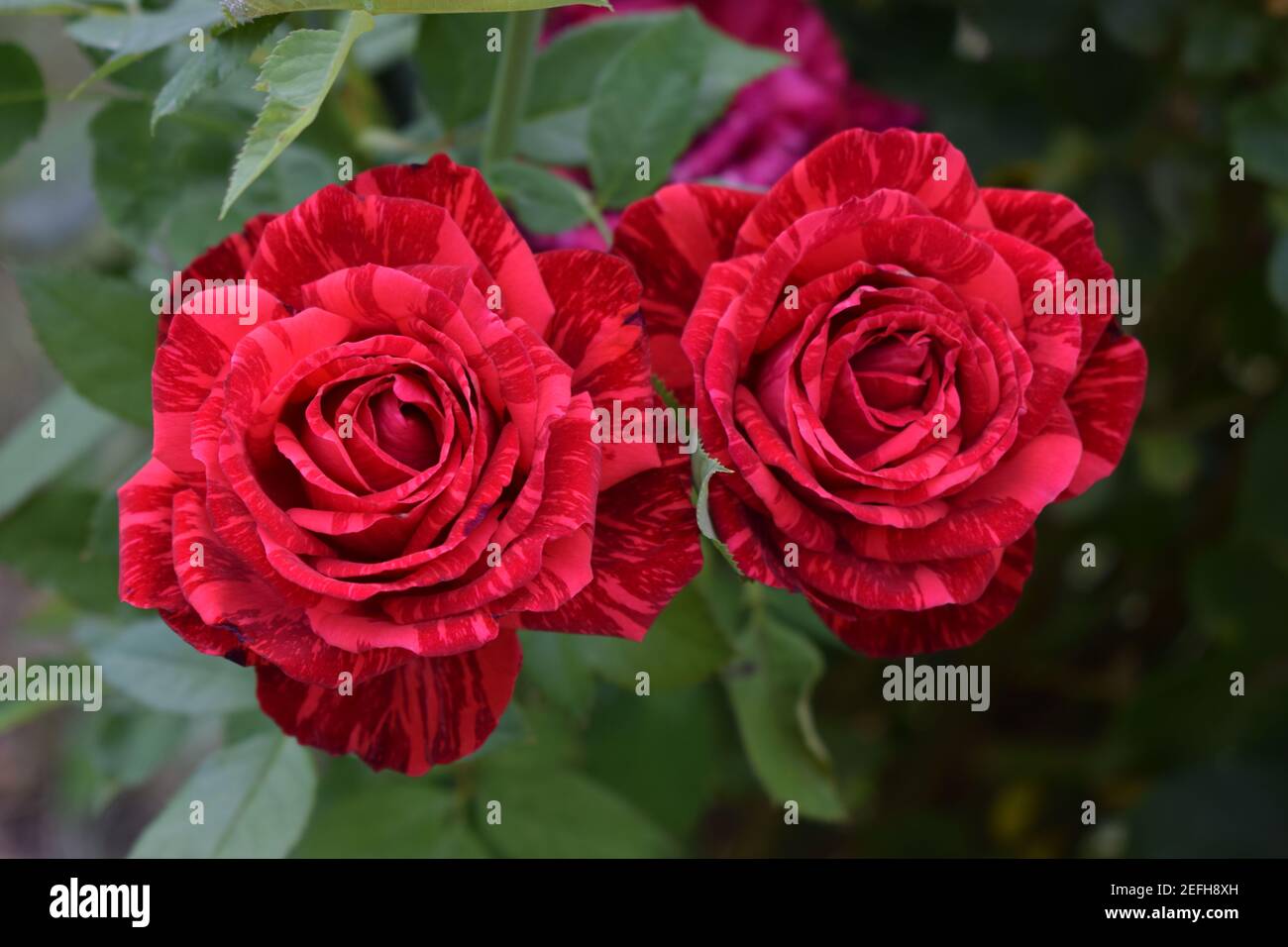 Red marble rose-spray with a marble coloring of dark red strokes (angle ...