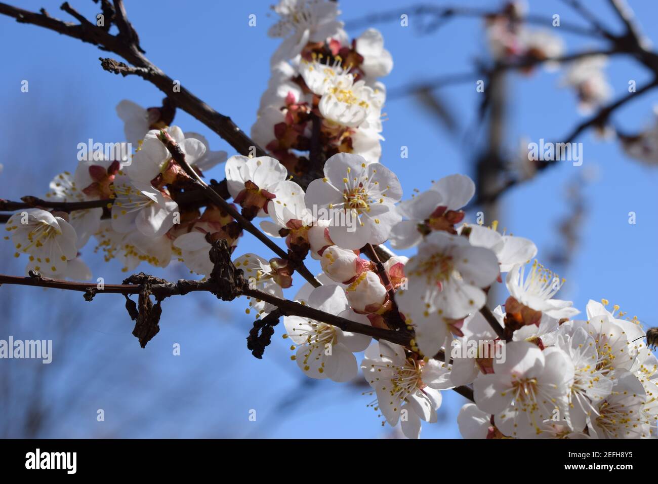 Beautiful closeup spring blossoming tree. Cherry blossom in spring with ...