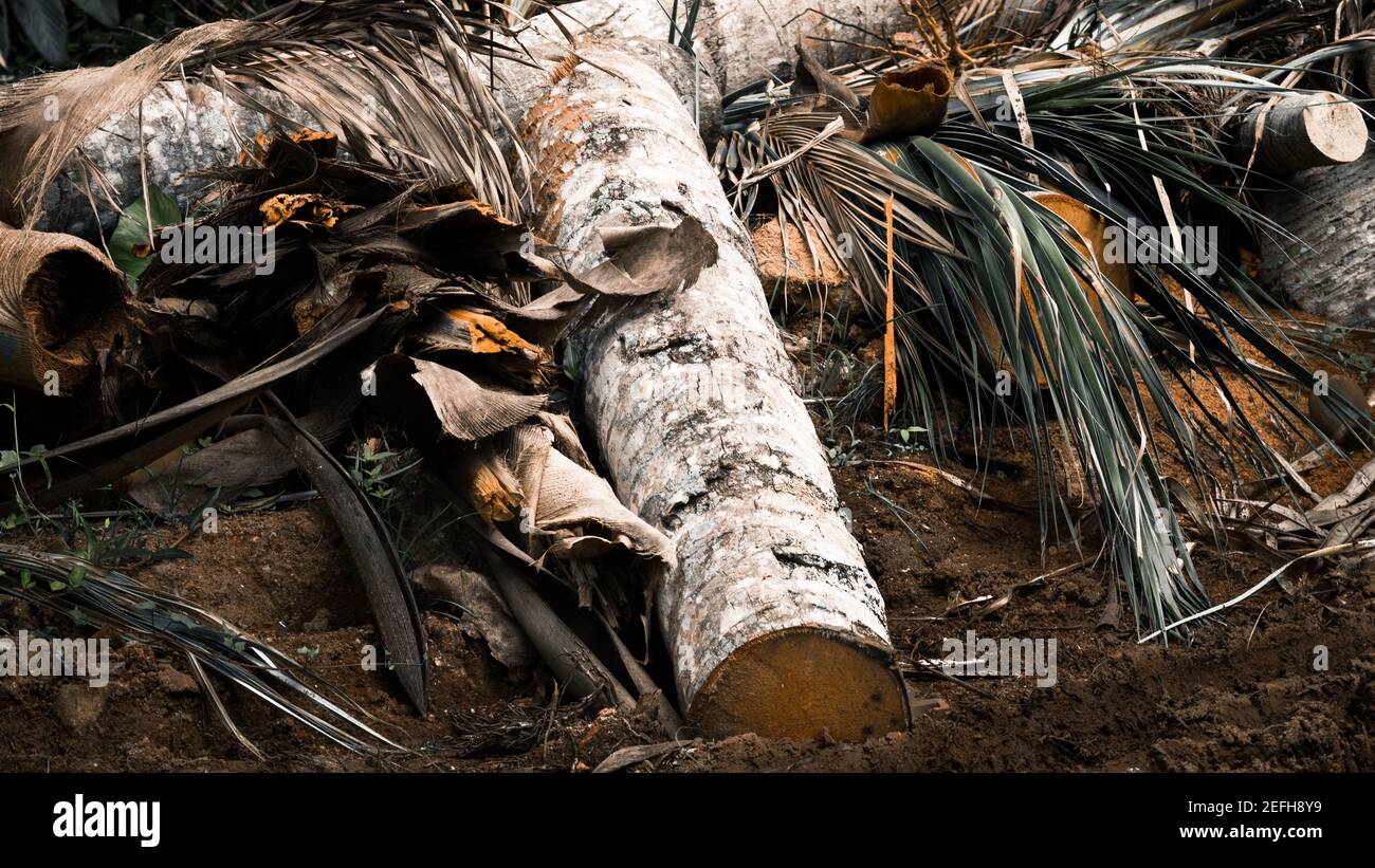 Valuable Coconut trees cut down for logs and timber, humans causing ...
